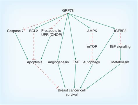 Grp78 Signaling Interactions Promoting Breast Cancer Cell Survival