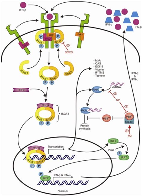 The Type I Ifn Signaling Pathway And Inhibition By Infl Open I