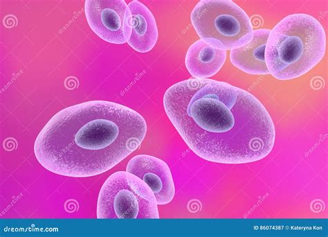 Pneumocystis Jirovecii Opportunistic Fungus Stock Illustration
