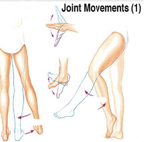 Joint Movement 1 Diagram Quizlet