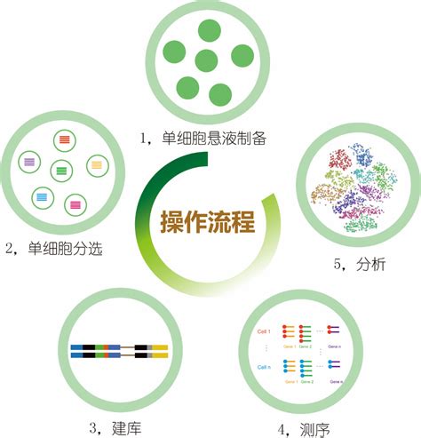 10xGenomics 单细胞转录组测序