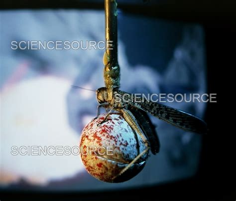 Object Avoidance Research Stock Image Science Source Images