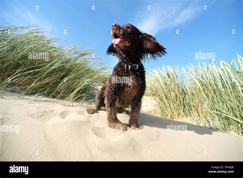 Cocker Spaniel In Sand Dunes In Camber Sands East Sussex Uk Stock