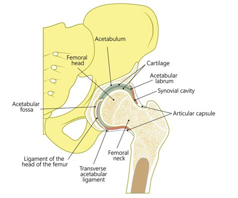 What Is Capsular Distension Regenexx