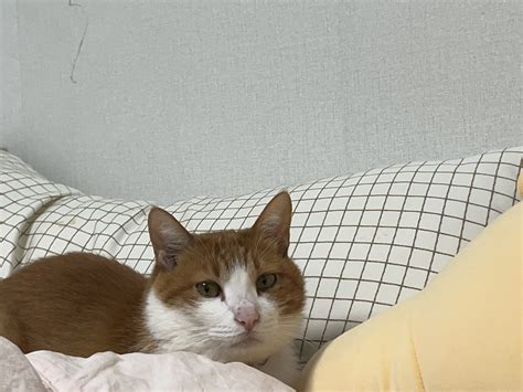 강아지 고양이 토 소변에 얼룩진 소파 깔끔히 청소하는 방법 비마이펫 라이프