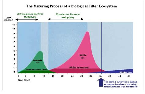 African Rift Lake Cichlids The Aquarium Nitrogen Cycle