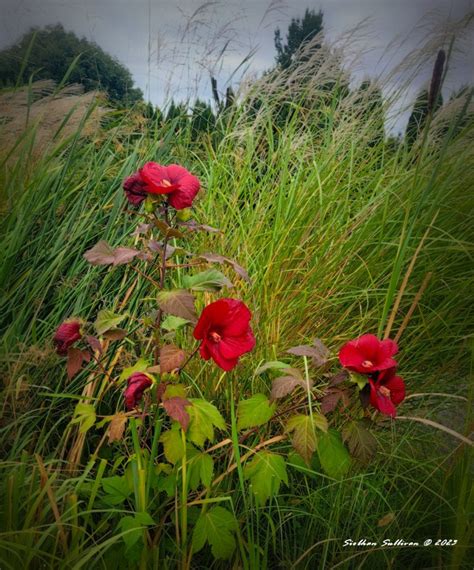 The Power Of Red Blossoms Ss And Sijo Poem Bend Branches