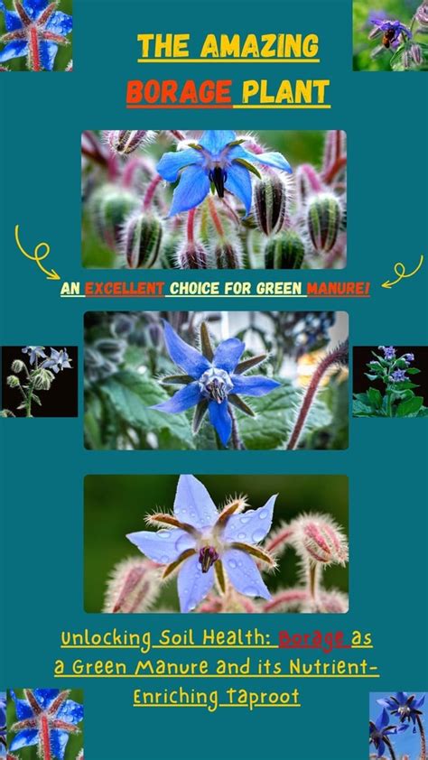 Know The Secrets Of Borages Deep Taproot And Its Ability To Revitalize
