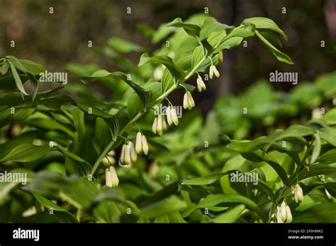 Flowering Stem Of A Common Solomons Seal Polygonatum Multiflorum