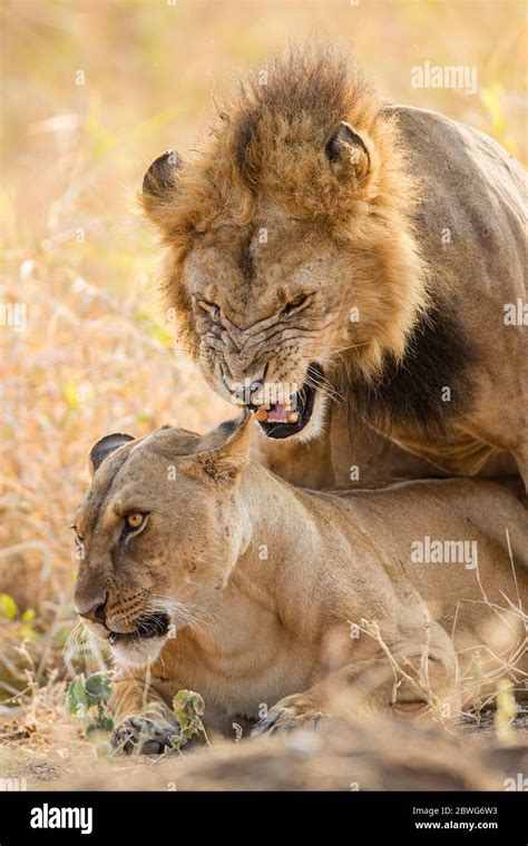 Lions Panthera Leo Mating Serengeti National Park Tanzania Africa