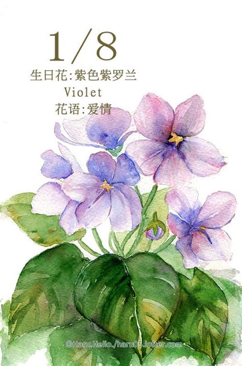 ボード一日一花 1月生日花のピン