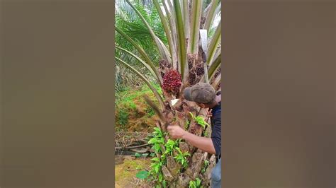 দাওয়া দিয়ে পাম ফল কাটা যায় না পাম বাগান Viralvideo Viralshorts