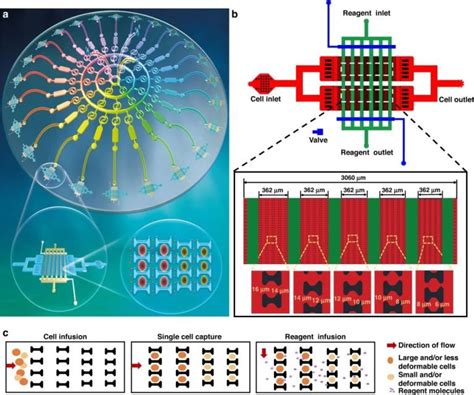 Microfluidic Device Offers New Way To Screen At Single Cell Level