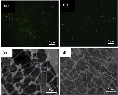Figure 4 From A Review Of Microplastics Aggregation In Aquatic