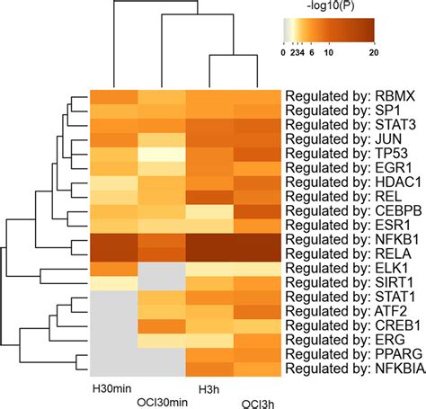 Enrichment Analysis Of Transcription Factor Using Trrust Database From