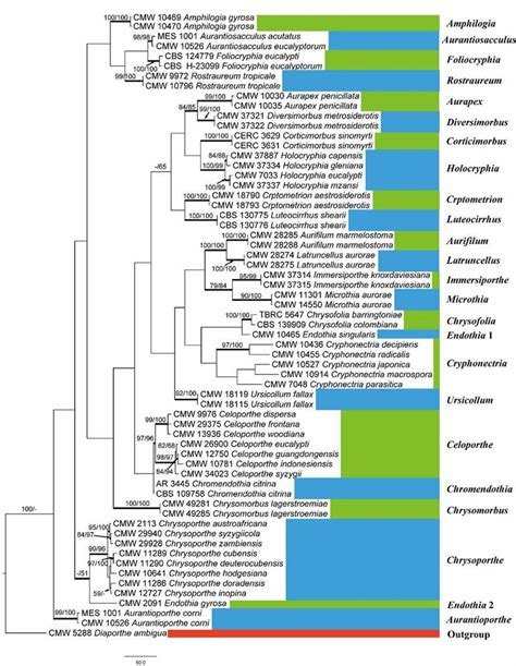 Phylogram Of Lsu Its Tub And Tub Regions Based On Mp Ml And