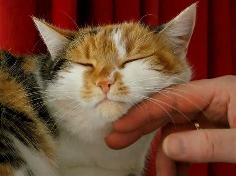How Cats Show Affection The Conscious Cat
