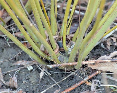 Coppicing Basketry Willow Willow Basketmakerwillow Basketmaker