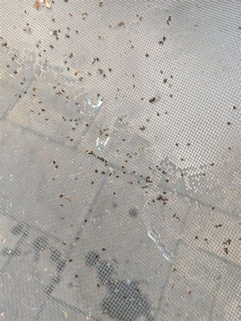 Tiny Bugs In Pool Rswimmingpools