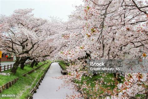 사쿠라 꽃잎 Shingashi 강 봄에서 일본 사이타마 현 가와고에 취재 아름 다운 빛 핑크 카펫을 만듭니다 가와고에에 대한