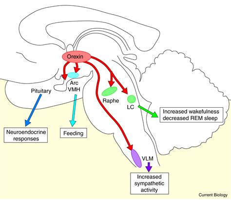 Wakefulness An Eye Opening Perspective On Orexin Neurons Current Biology