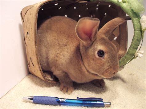 Mini Rex Bunnies August September 2023 Furfoxy Rabbits