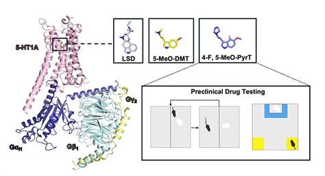 Mount Sinai Scientists Unravel How Psychedelic Drugs Interact With Serotonin Receptors To