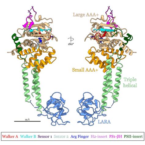 4 X Ray Crystal Structure Of Rava Pdb Id 3nbx From Two Different