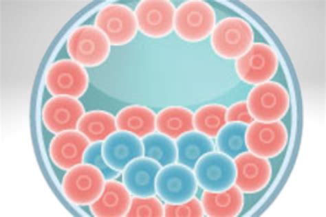 What Is Implantation Genesis Fertility And Reproductive Medicine