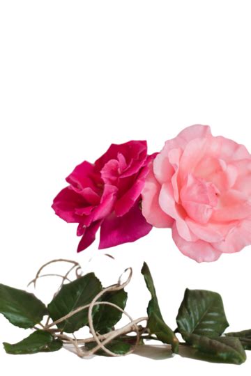 Taza Con Rosas PNG Imágenes Transparentes Pngtree