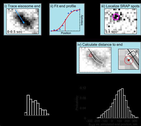 Image Analysis For Localization Of Srap Spots At Eisosomes A