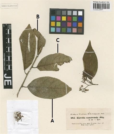 An Example Of A Typical Digitized Herbarium Specimen Leaf A Is A Download Scientific Diagram