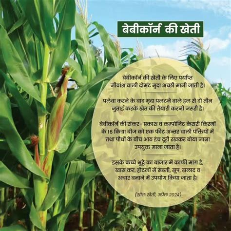 Agriculture Department जिला पदाधिकारी भोजपुर श्री तनय सुल्तानिया के