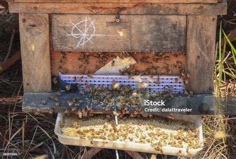 꿀벌은 추수 하는 동안 벌집으로 돌아옵니다 꿀벌의 많은 벌집의 숫자 근처 날아 비행에 꿀벌 건강한 생활방식에 대한 스톡 사진 및 기타 이미지 Istock