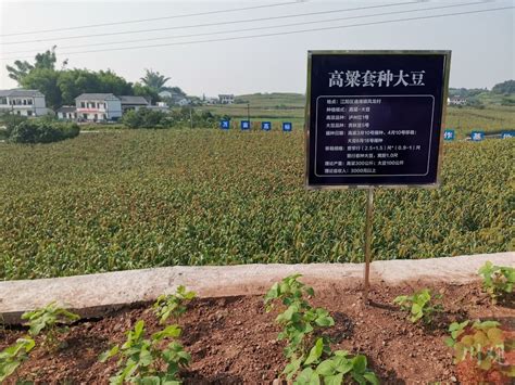 超额完成任务！四川已建成2618万亩酿酒专用粮生产基地四川在线