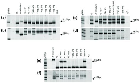 Molecular Characterization Of Wheat Acristatum Translocation Lines Download Scientific Diagram