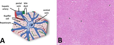 Hepatic Lobule Model