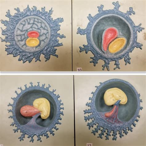 Embryonic Development Diagram Quizlet