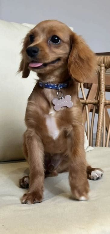 Kody Looks Like An Egg Sometimes Too Rcavapoo