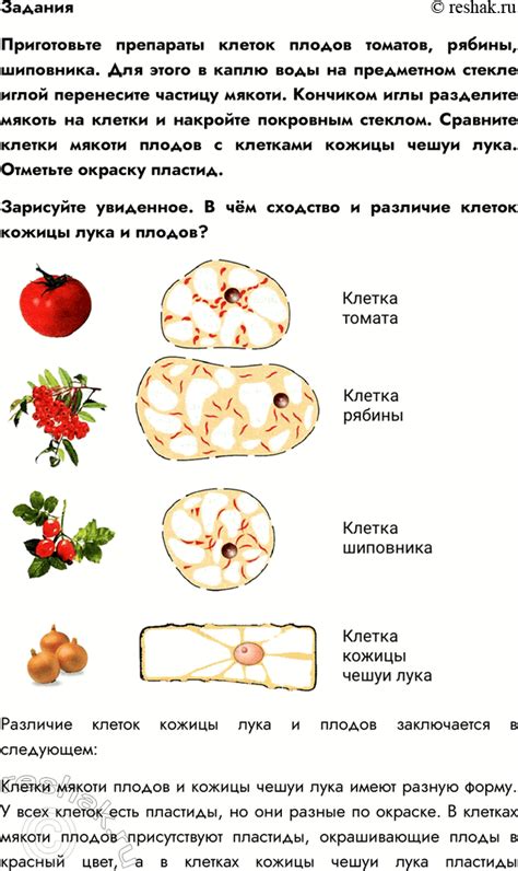 (Решено)Параграф 7 ГДЗ Пасечник 5 класс Бактерии Грибы Растения по биологии