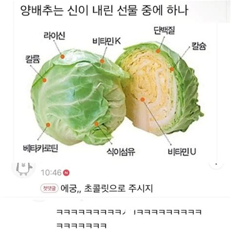 양배추는 신이 내린 선물 중 하나 유머움짤이슈 에펨코리아