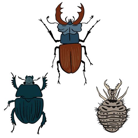 Sets Of Bettles Good For Graphic Design Resources 23111104 Vector Art At Vecteezy