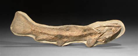 Bonhams Large Predatory Fish In Nodule