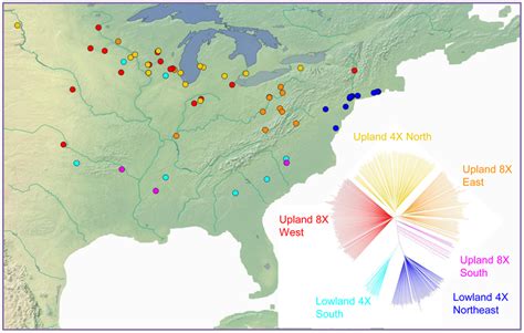 Geographic Distribution And Phylogenetic Groups Of Switchgrass In The
