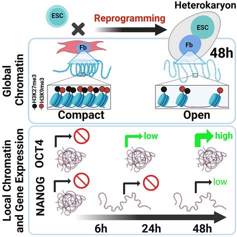 Dissecting Gene Activation And Chromatin Remodeling Dynamics In Single Human Cells Undergoing