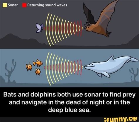 Bats And Dolphins Both Use Sonar To Find Prey And Navigate In The Dead Of Night Or In The Deep