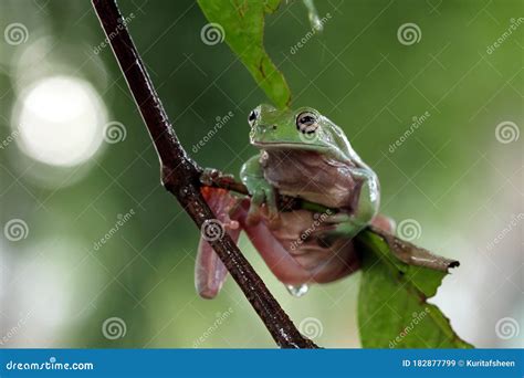 Australian White Tree Frog Sitting On Branch Dumpy Frog On Branch Tree Frogs Shelter Under