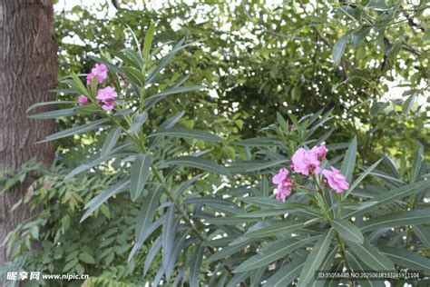 夹竹桃 摄影图花草生物世界摄影图库昵图网