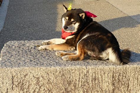 Cão Animal Shiba - Foto gratuita no Pixabay - Pixabay