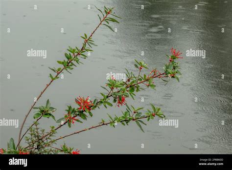 Chilean Fire Bush Flowers In The Rain Overhanging The Rio Baker